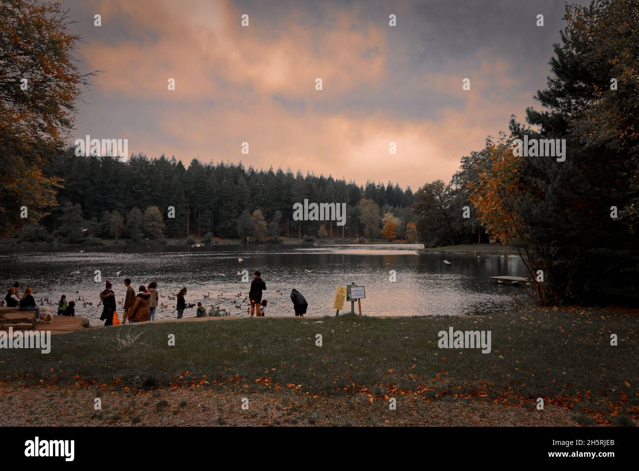 Autumn at Shearwater longleat Stock Photo - Alamy