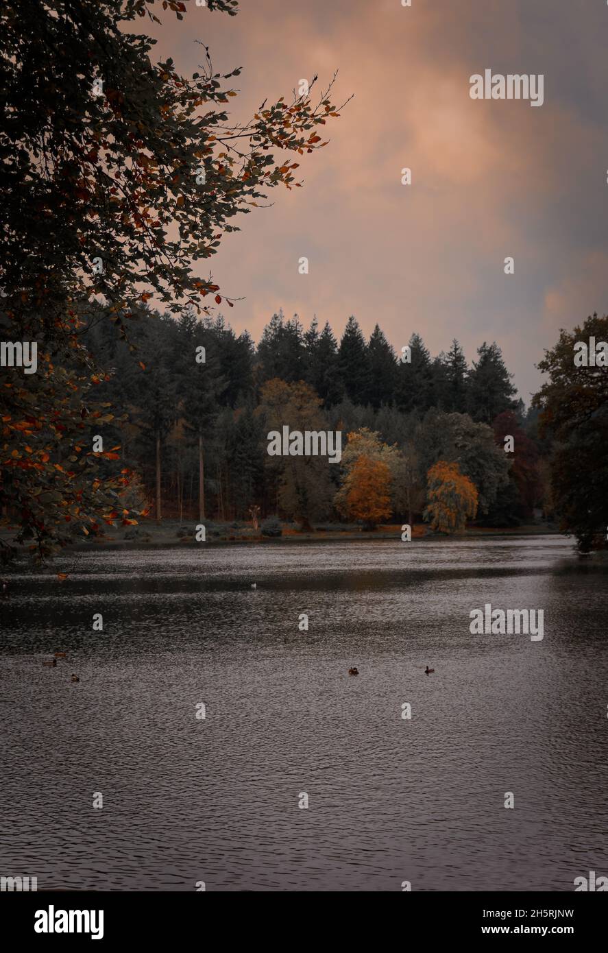 Autumn at Shearwater longleat Stock Photo - Alamy