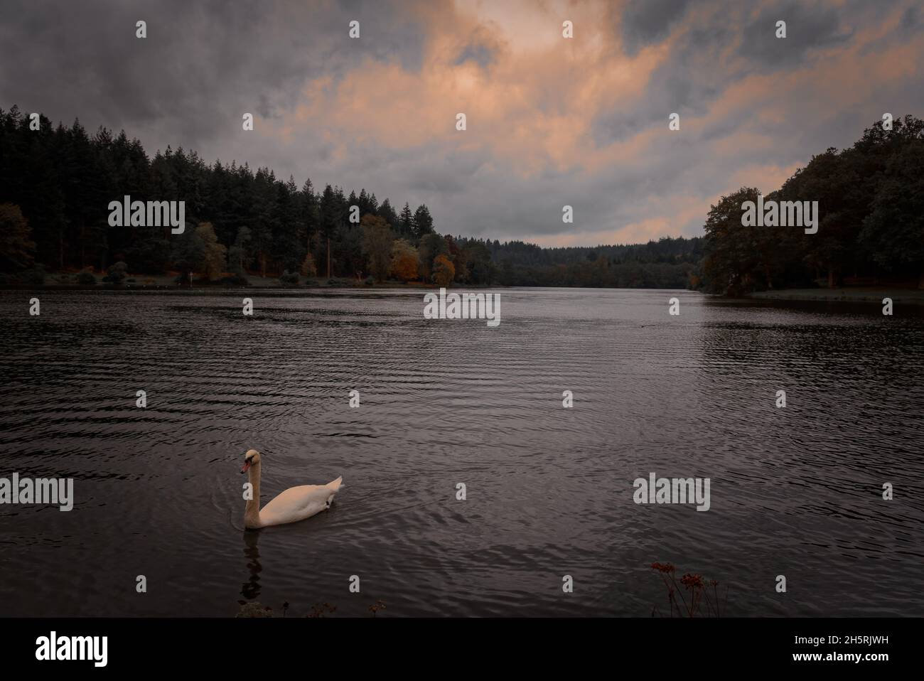 Autumn at Shearwater longleat Stock Photo - Alamy