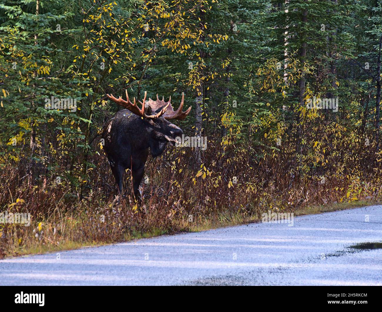 Male moose (elk, Alces alces) with enormous antlers standing beside ...