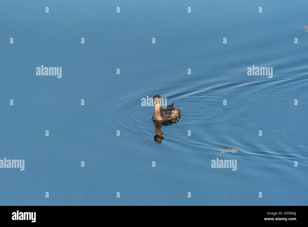 Witch Swimming High Resolution Stock Photography and Images - Alamy