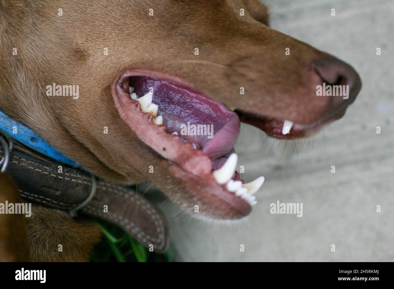 How Sharp Are Dogs Teeth