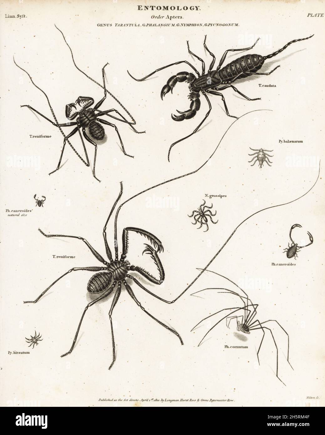 Species of whip scorpion, whip spider and harvestmen. Whip scorpion ...
