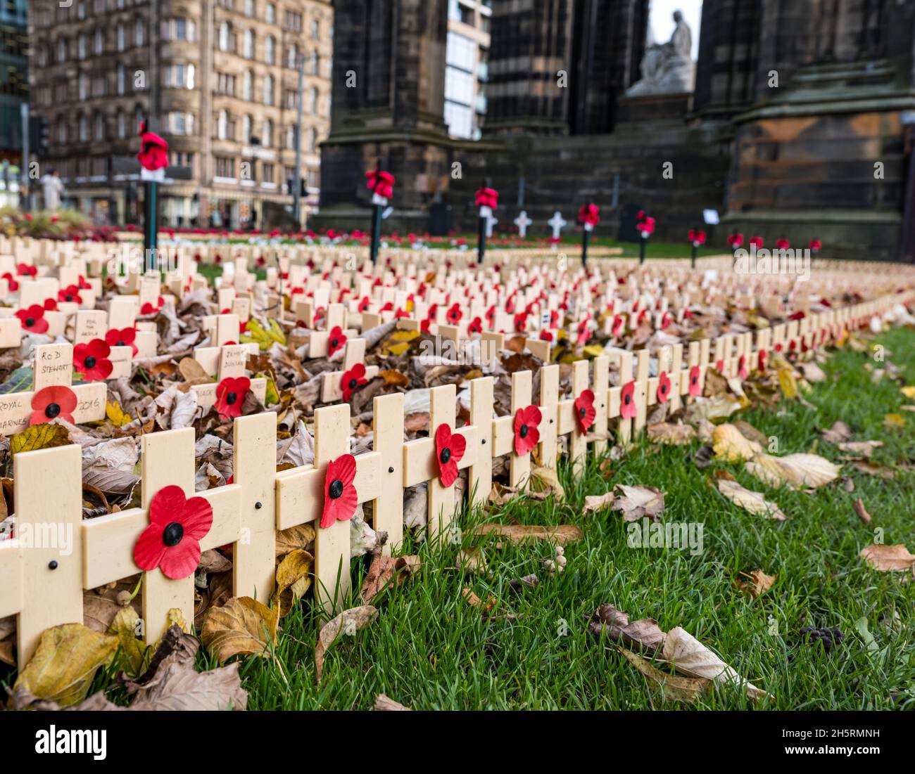 Poppy leaves hi-res stock photography and images - Alamy