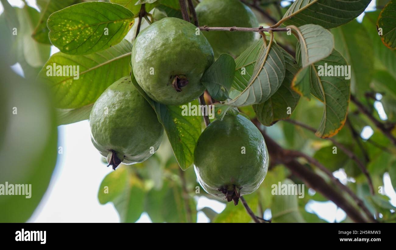 Ripe guava fruit hi-res stock photography and images - Alamy