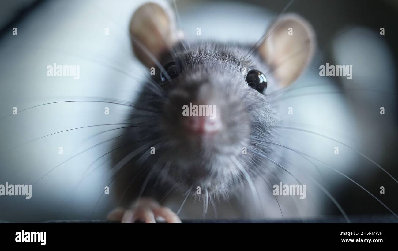 sweet rat looking straight into camera Stock Photo - Alamy