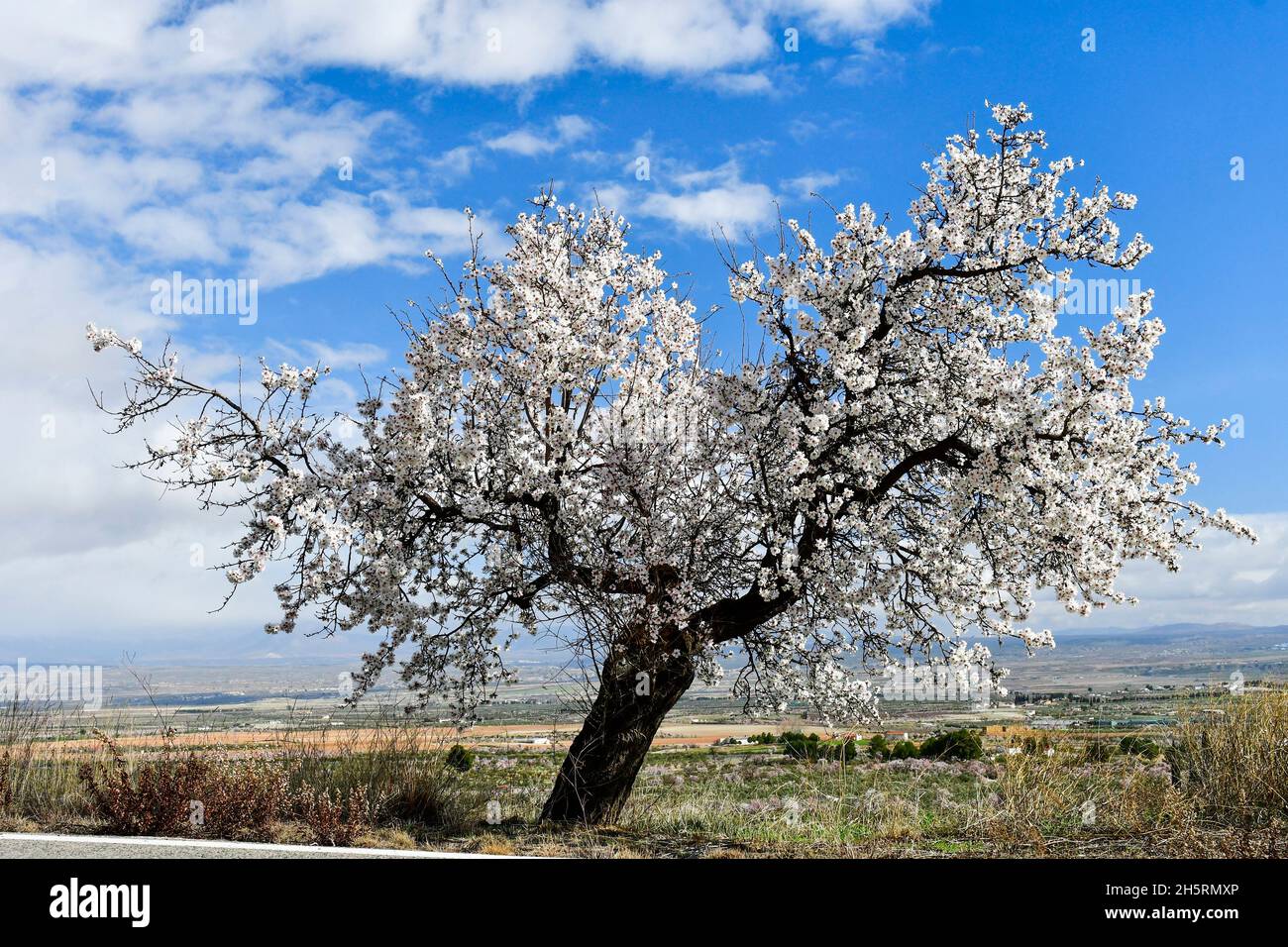 Trees in their natural environment in the middle of nature Stock Photo ...