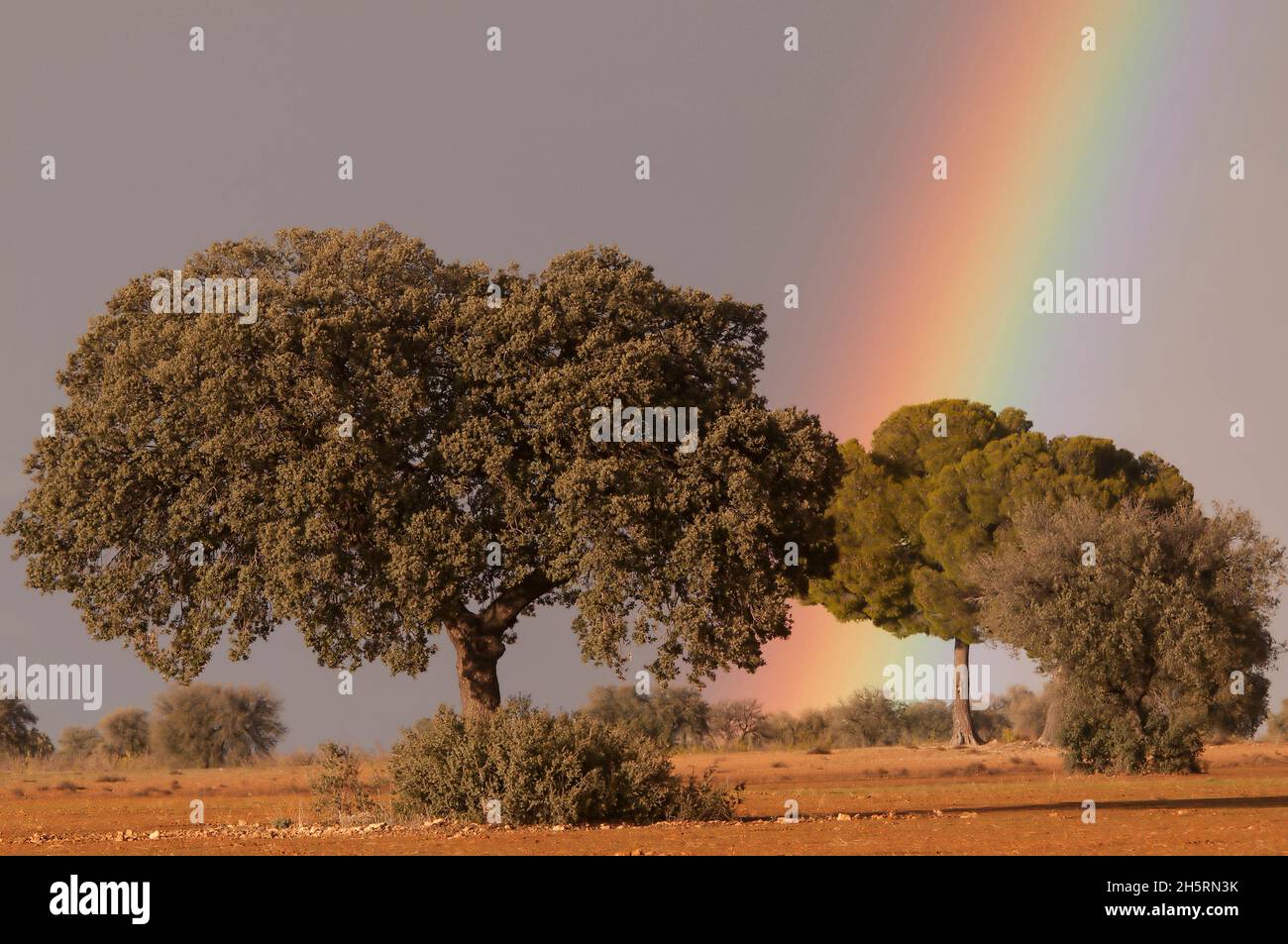 Trees in their natural environment in the middle of nature Stock Photo ...