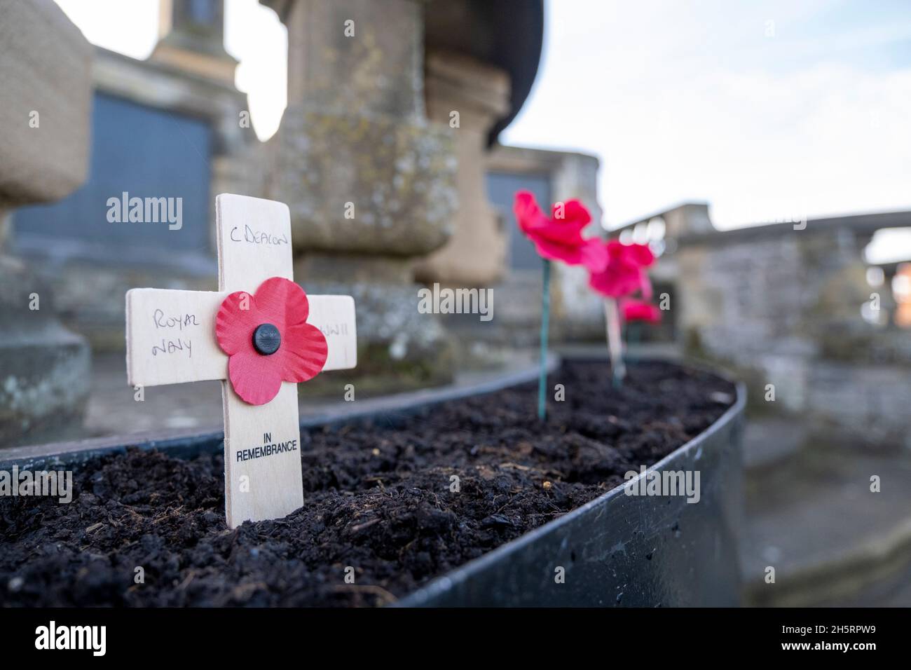 Selkirk, UK. 11th Nov, 2021. Selkirk, UK, Thursday 11 November 2021 ...