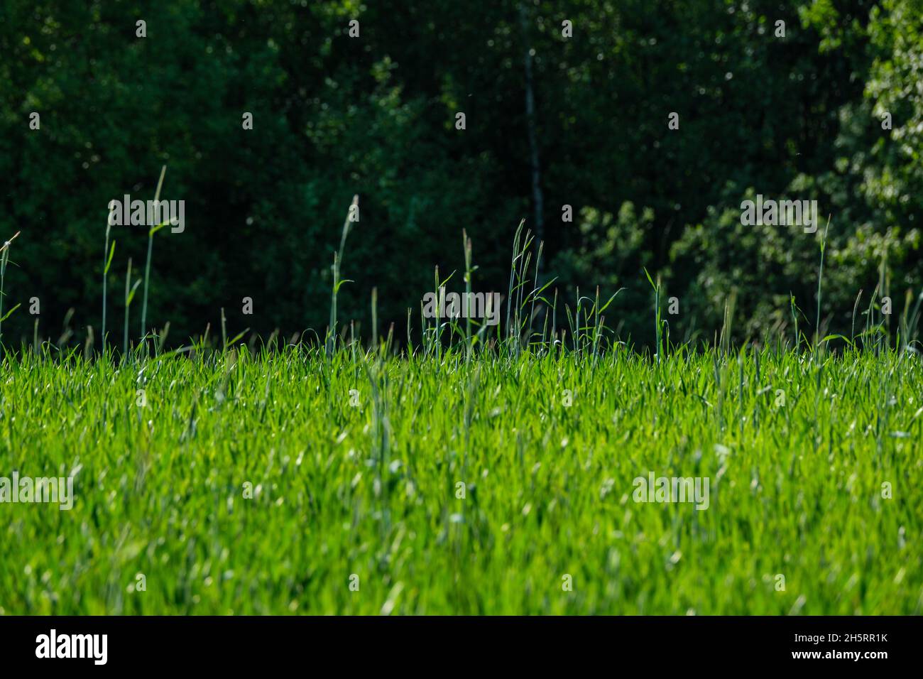abstract green grass foliage texture in summer meadow with natural ...