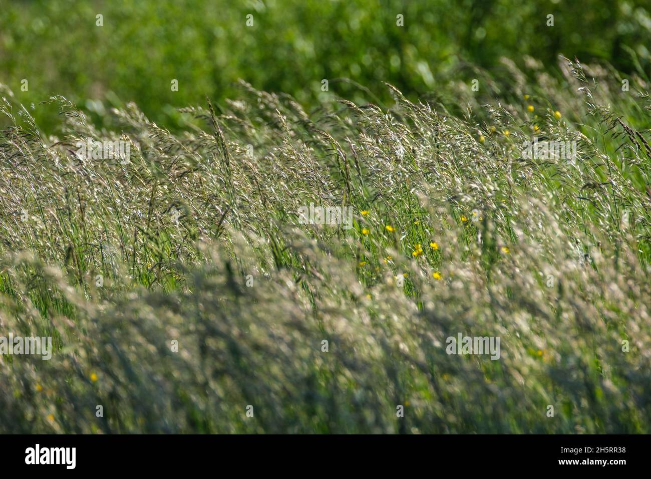 abstract green grass foliage texture in summer meadow with natural ...