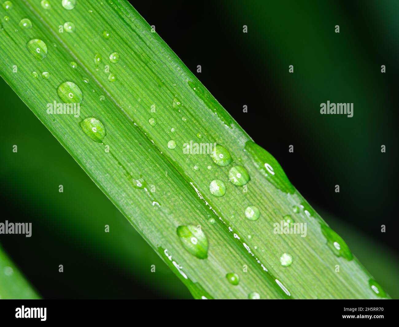 fresh water dew drops on green foliage leaves macro shot with dark ...
