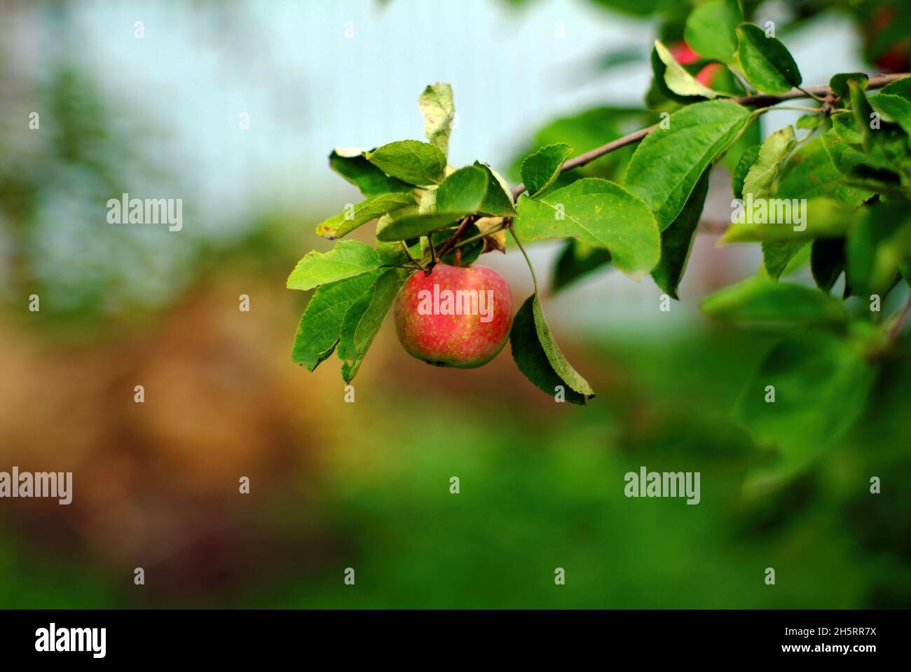 Red apple fruit ripens hi-res stock photography and images - Alamy