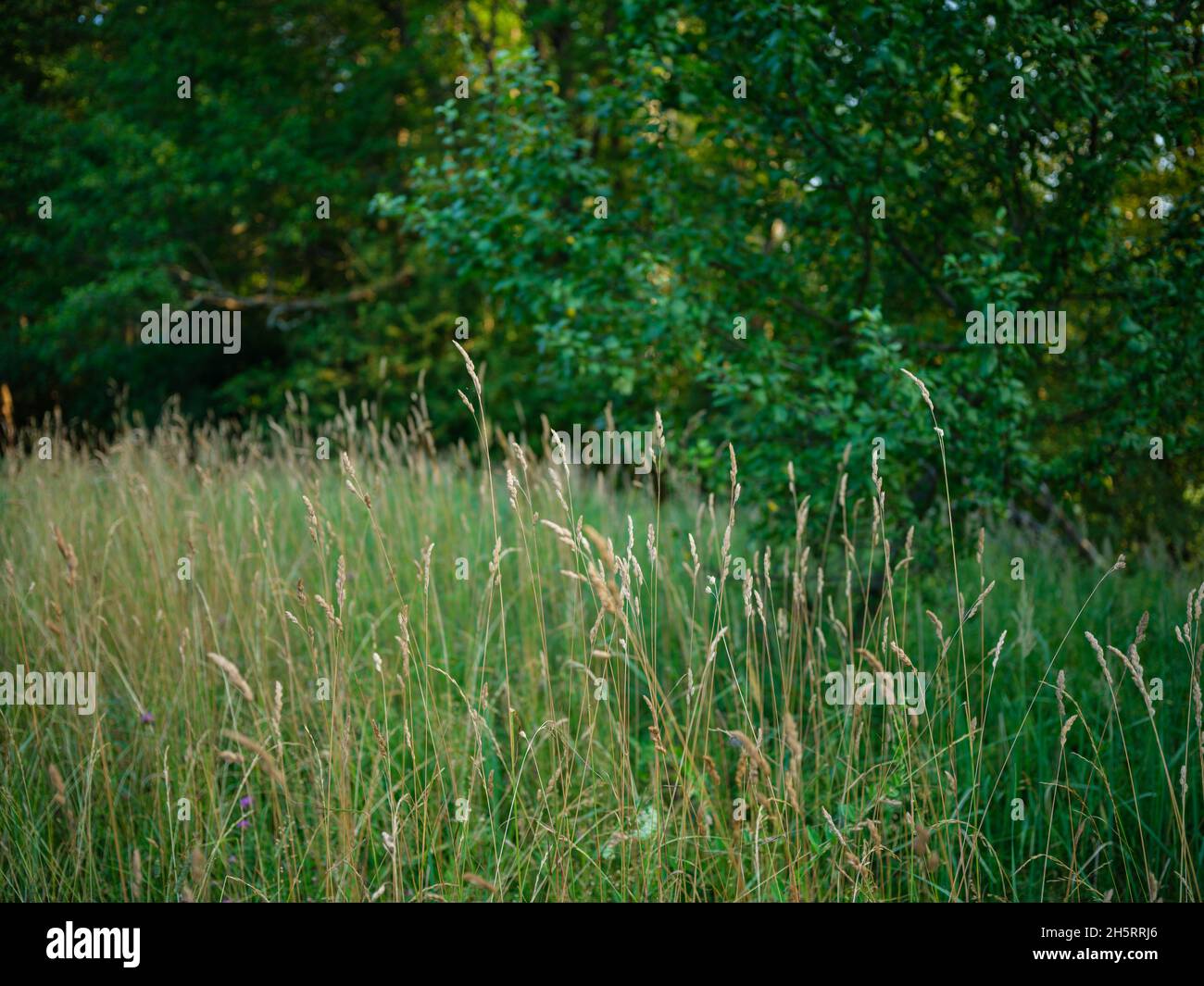abstract green grass foliage texture in summer meadow with natural ...