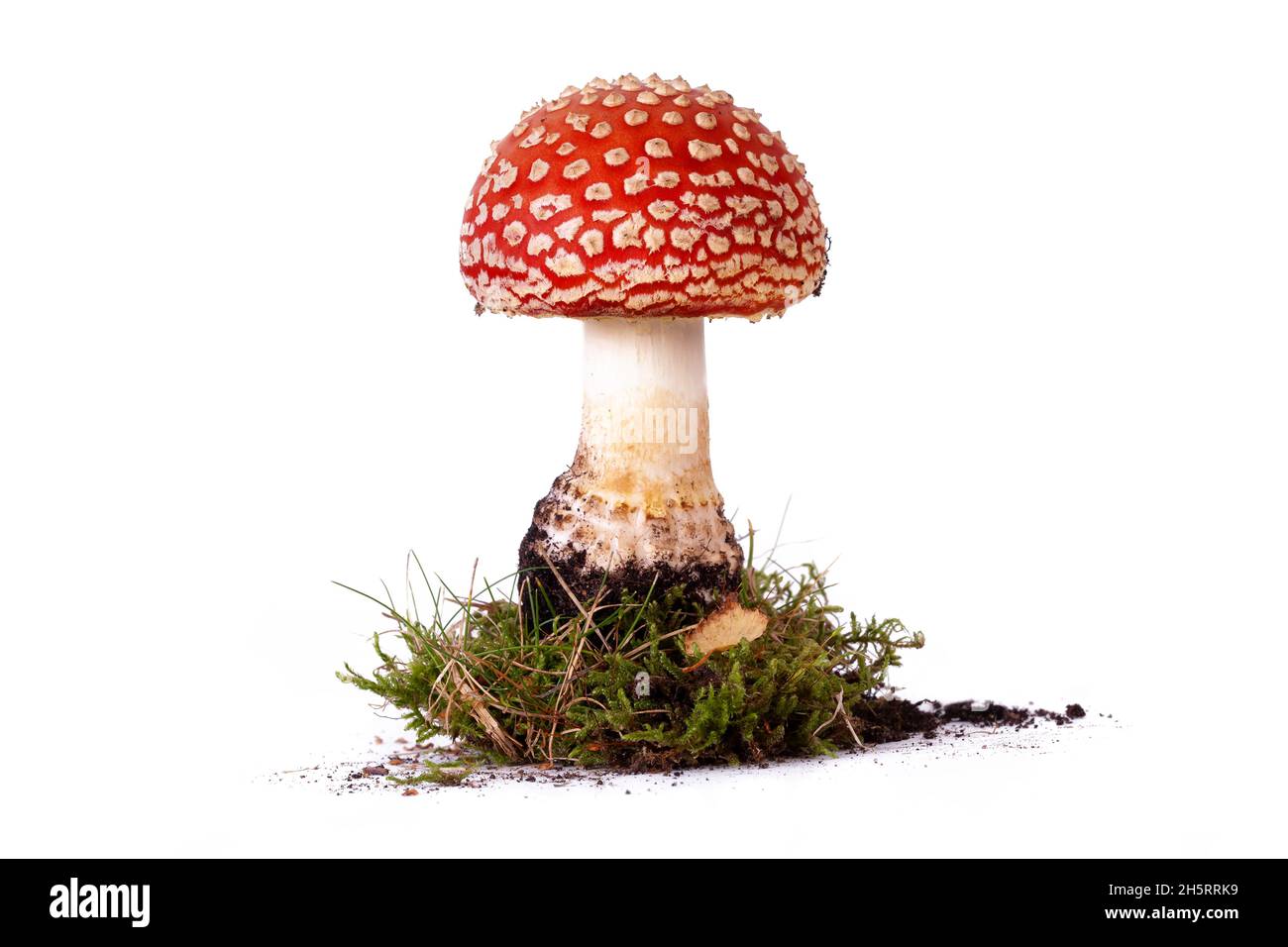 Fly agaric red wild mushroom close up picked and isolated on a white ...