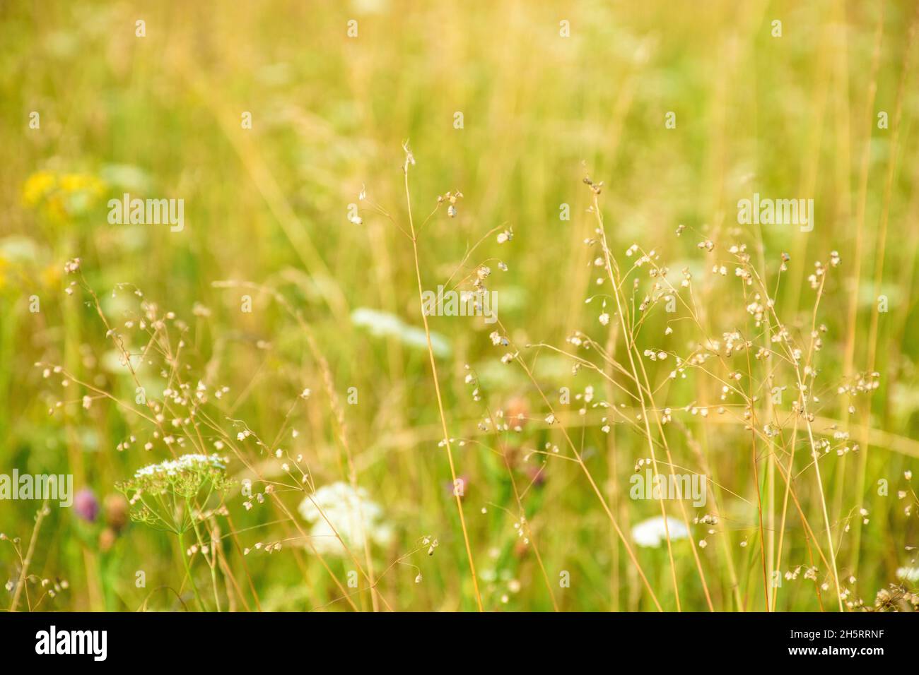 abstract green grass foliage texture in summer meadow with natural ...