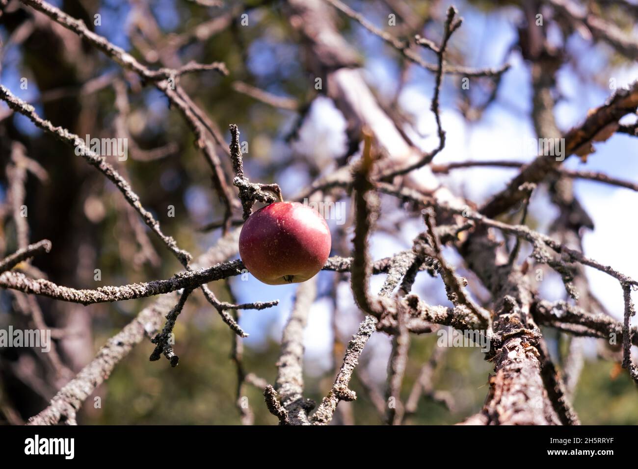Ripe single apple on a dry tree branch Stock Photo - Alamy