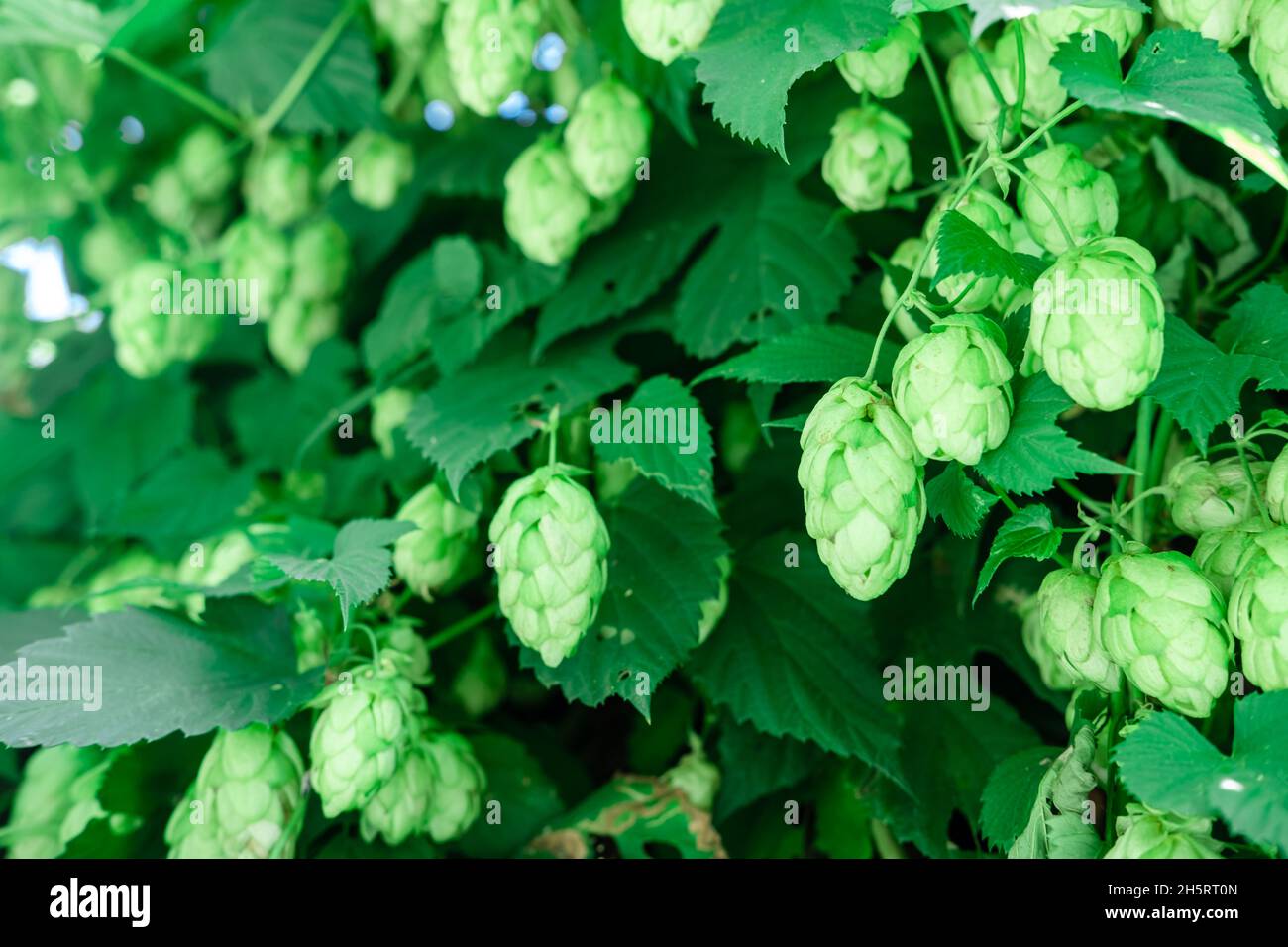 Grow on a bush hi-res stock photography and images - Alamy