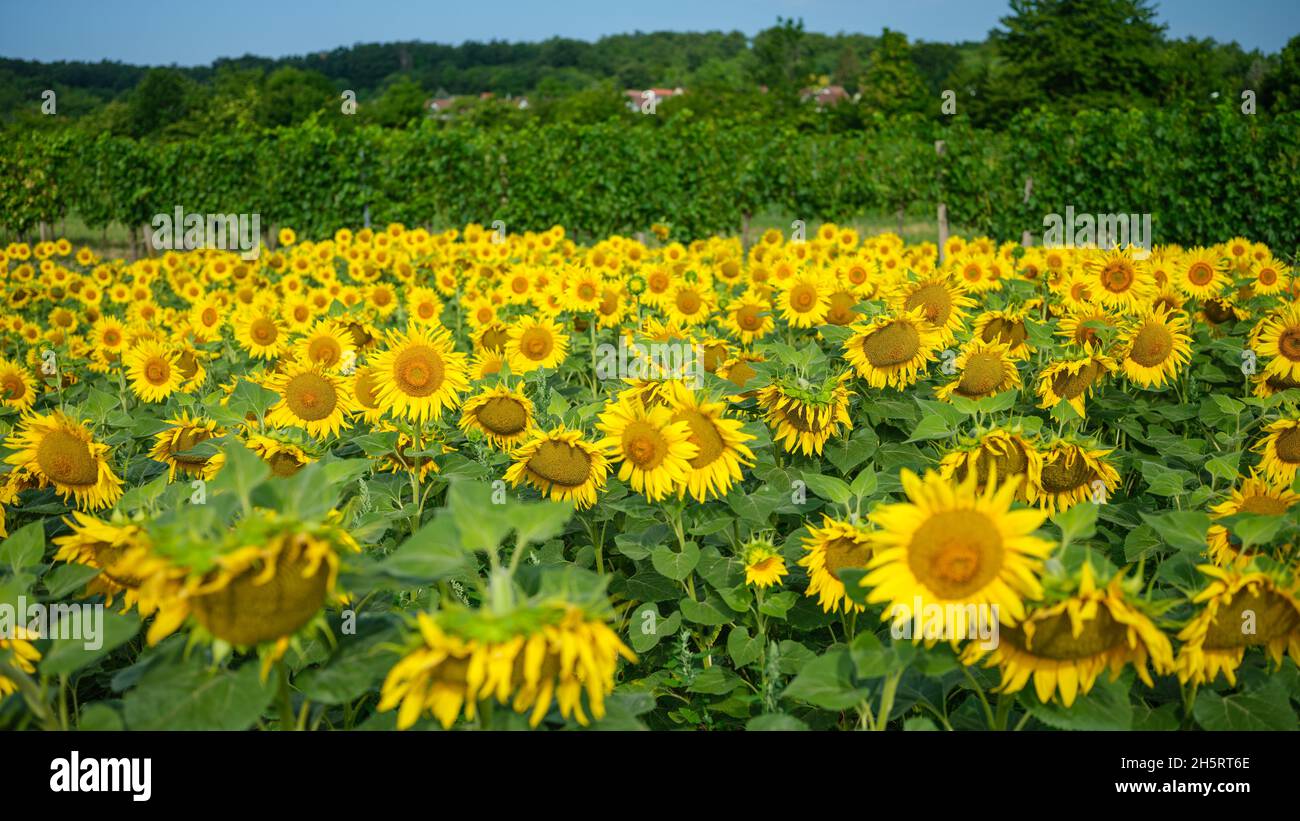 Groundcover sunflower hi-res stock photography and images - Alamy