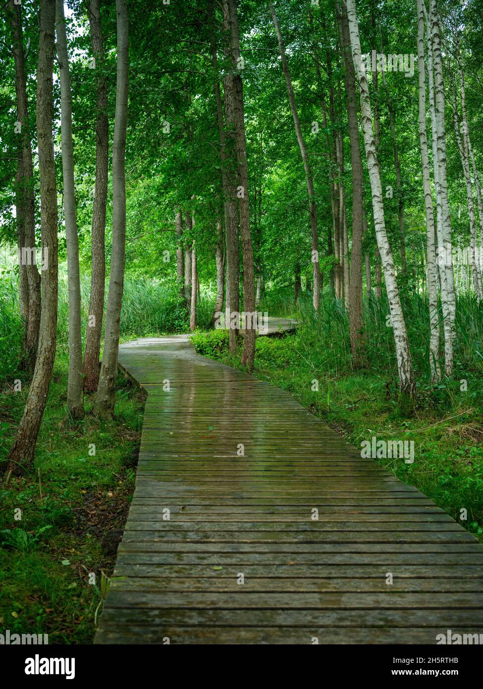 old wet wooden footpath walkway in deep green forest. perspective in ...