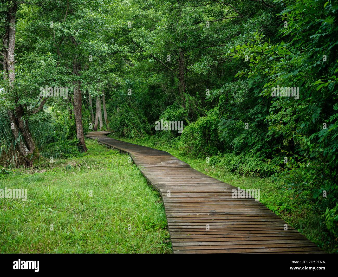 old wet wooden footpath walkway in deep green forest. perspective in ...