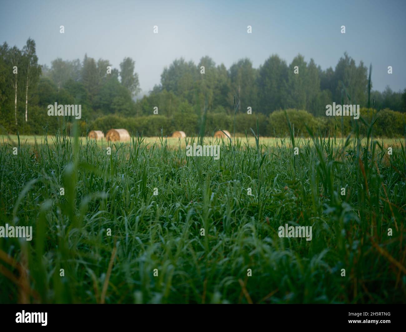 abstract green grass foliage texture in summer meadow with natural ...