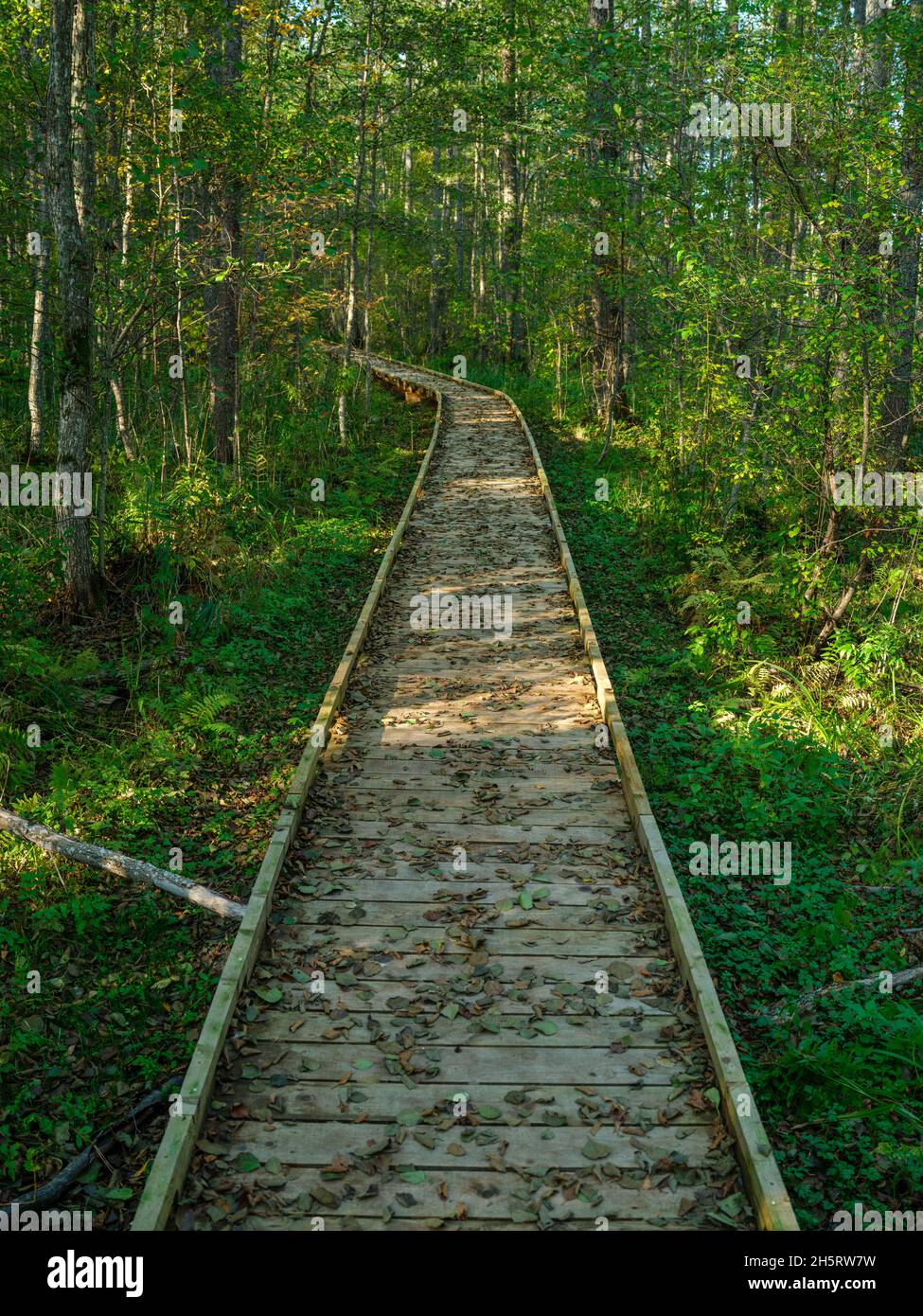 old wet wooden footpath walkway in deep green forest. perspective in ...