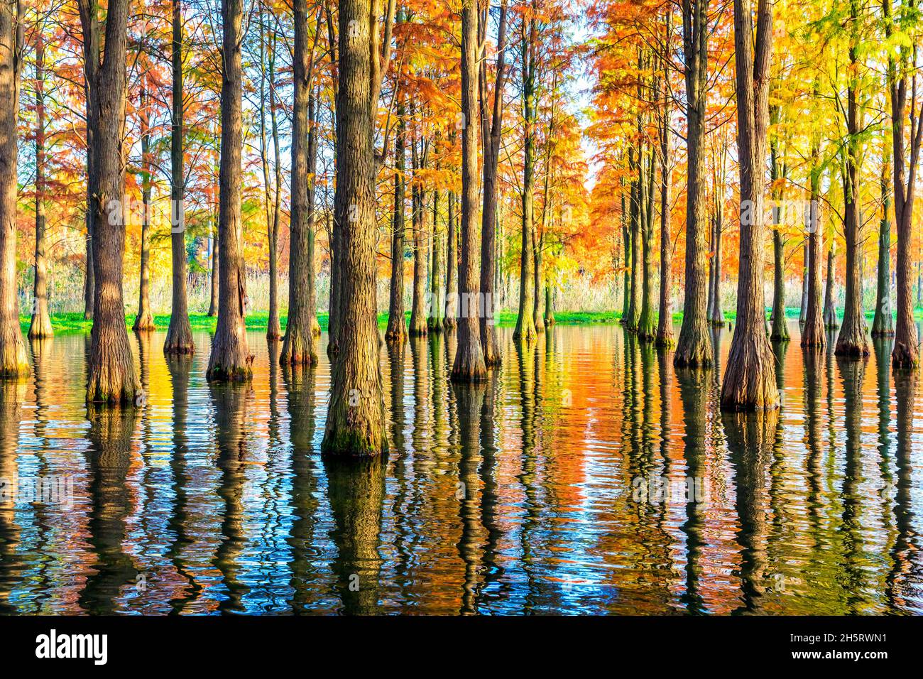 Beautiful colorful forest landscape in autumn Stock Photo - Alamy