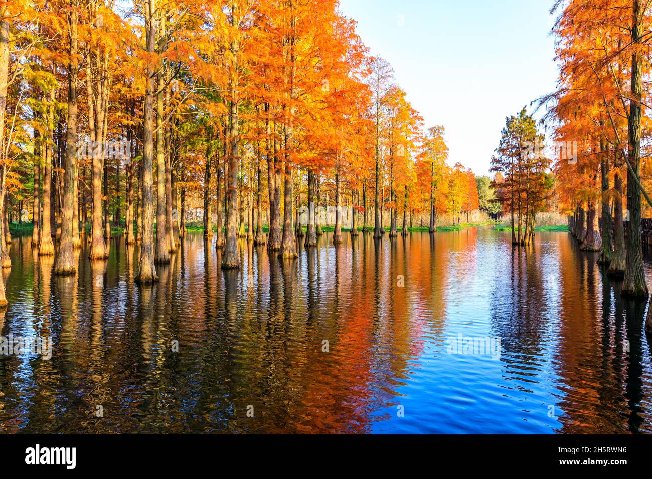 Beautiful colorful forest landscape in autumn Stock Photo - Alamy