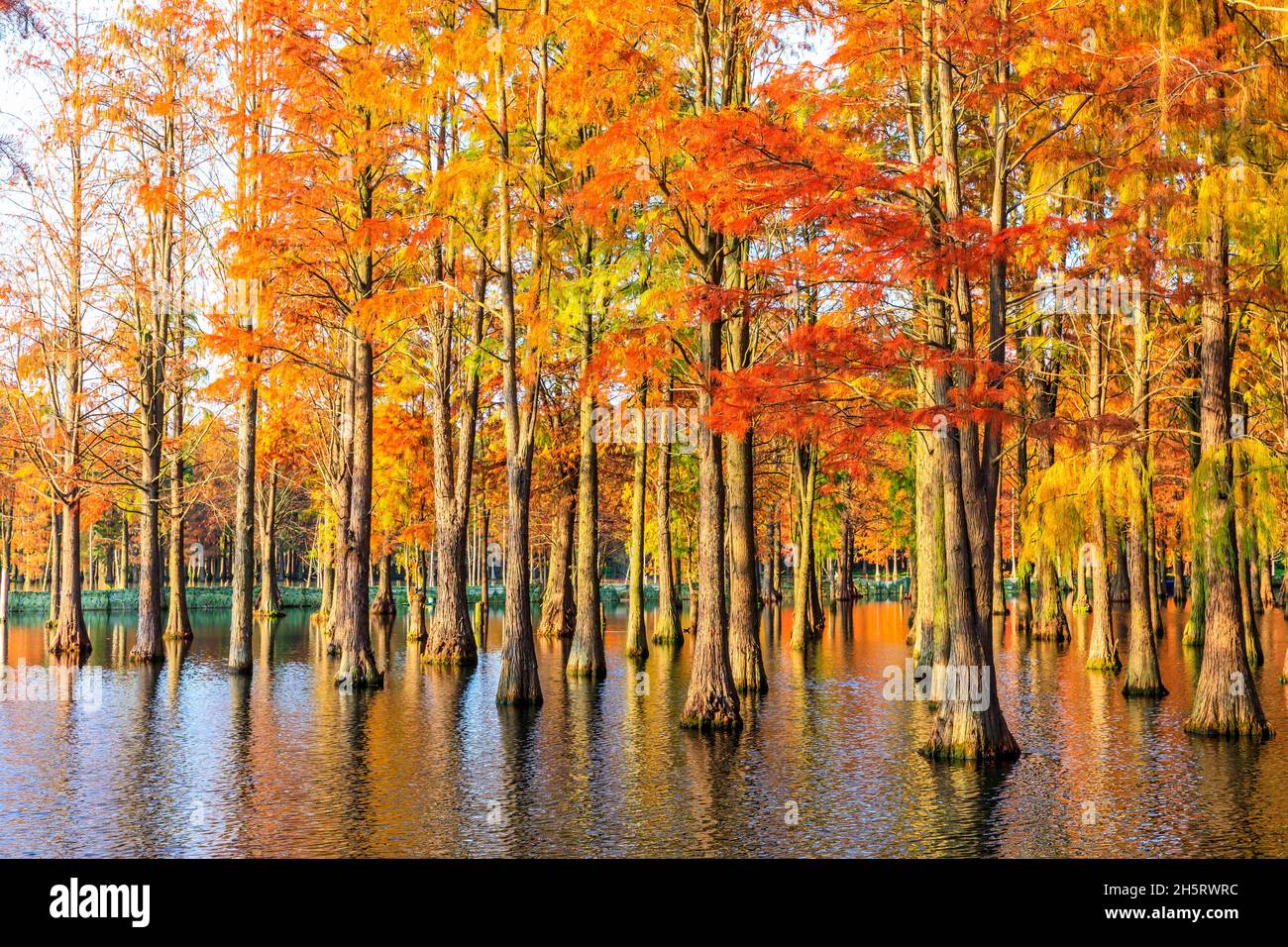 Beautiful colorful forest landscape in autumn Stock Photo - Alamy