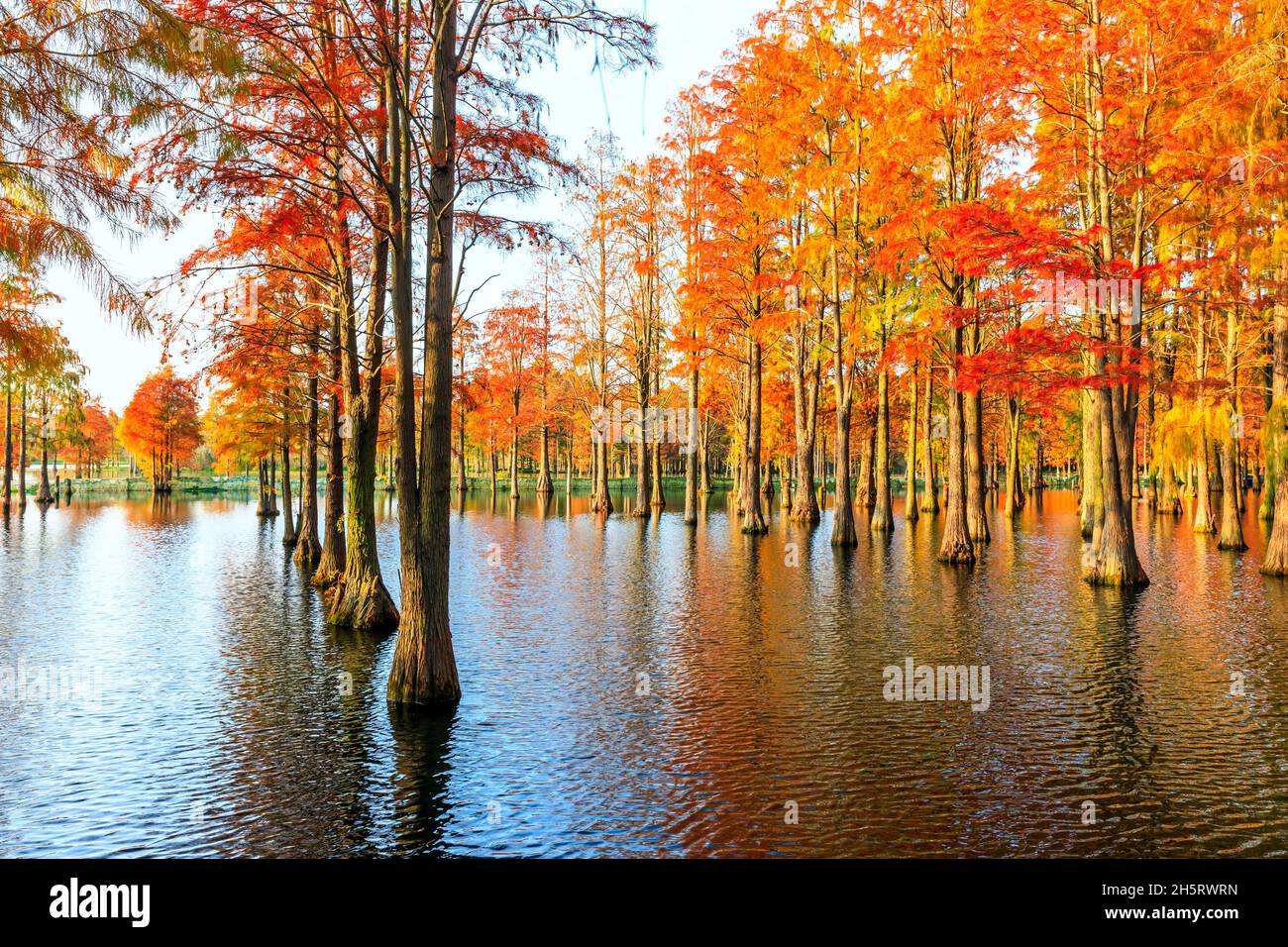 Beautiful colorful forest landscape in autumn Stock Photo - Alamy