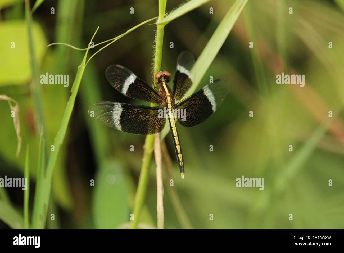 The beautiful uniqueness of nature Stock Photo - Alamy