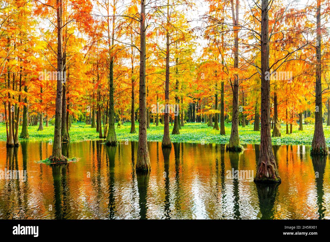 Beautiful colorful forest landscape in autumn Stock Photo - Alamy