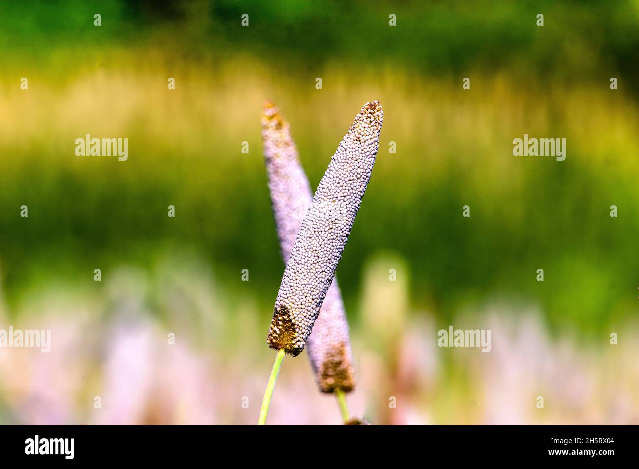 Millet husk hi-res stock photography and images - Alamy