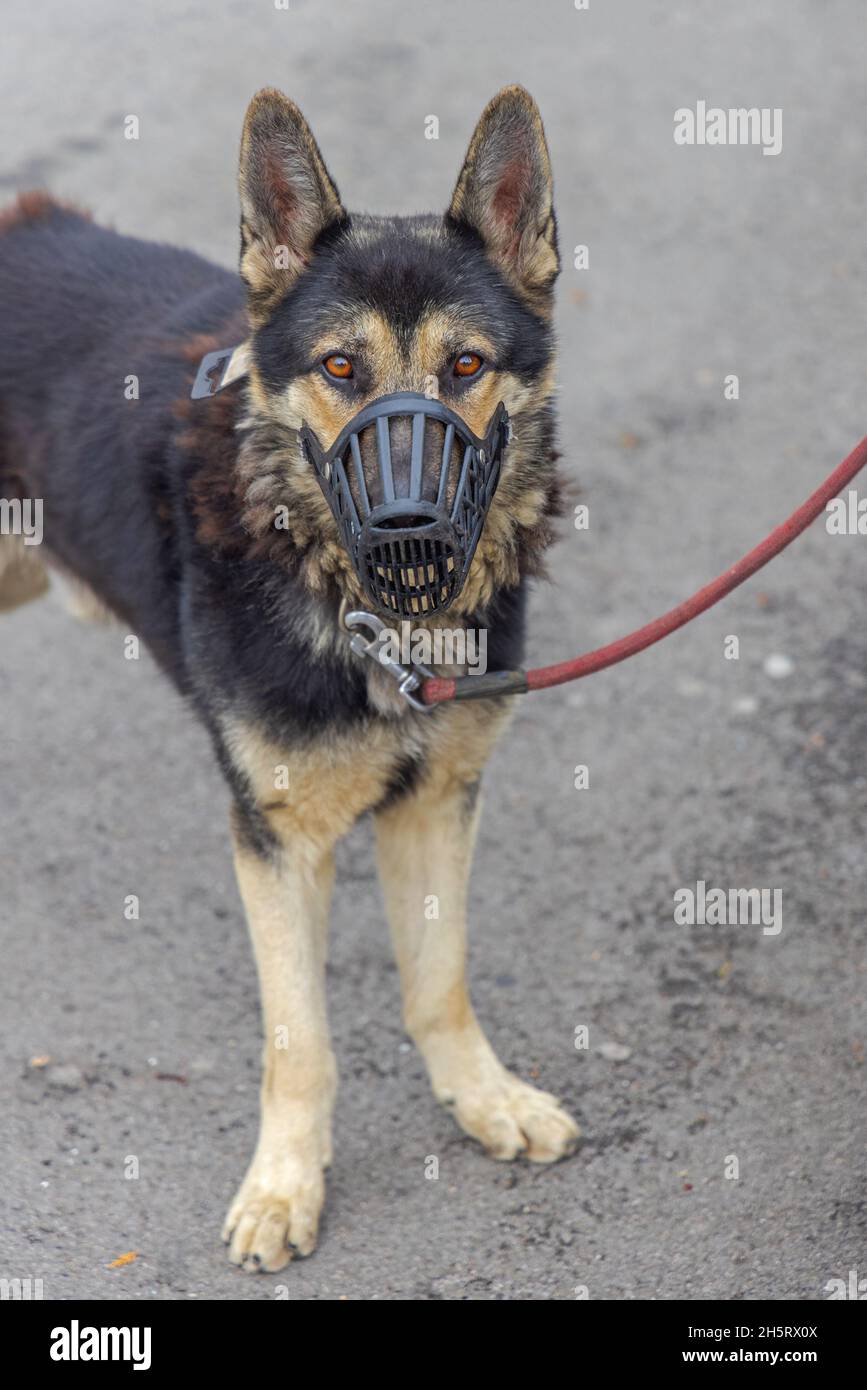 Street german shepherd hi-res stock photography and images - Alamy