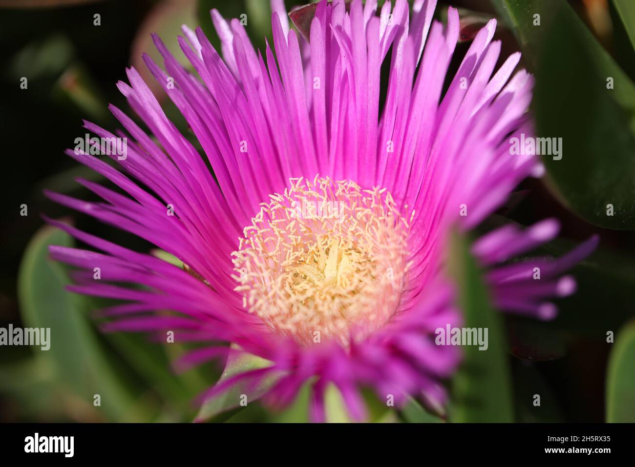 Closeup of beautiful pink color flower with yellow center Stock Photo ...
