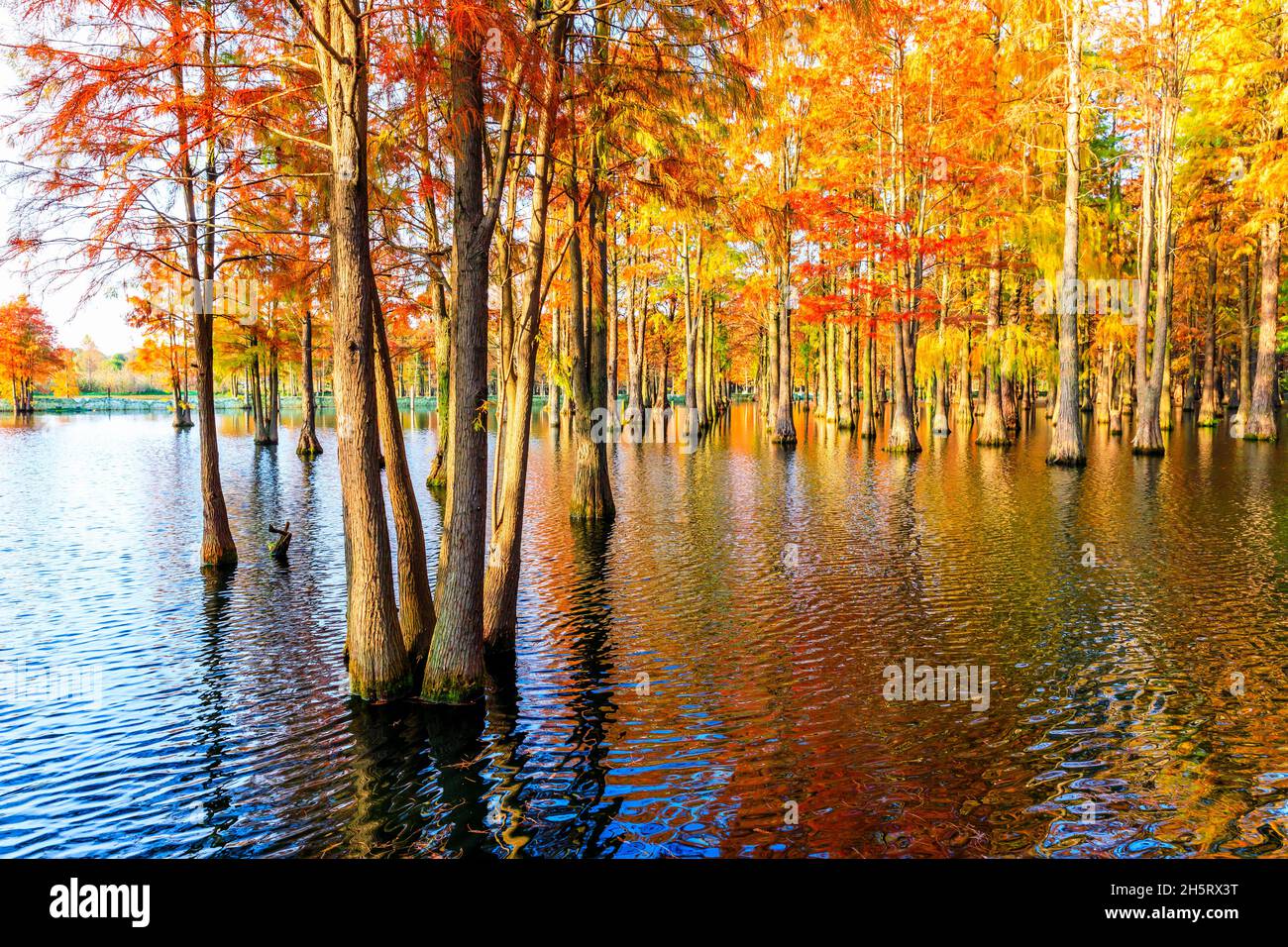 Beautiful colorful forest landscape in autumn Stock Photo - Alamy