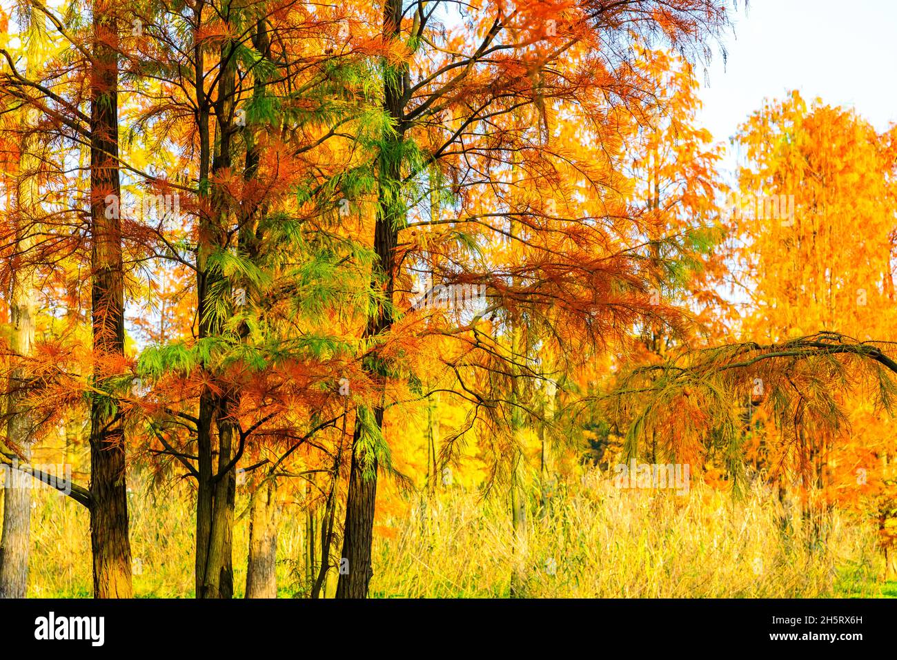 Colorful forest landscape in autumn Stock Photo - Alamy