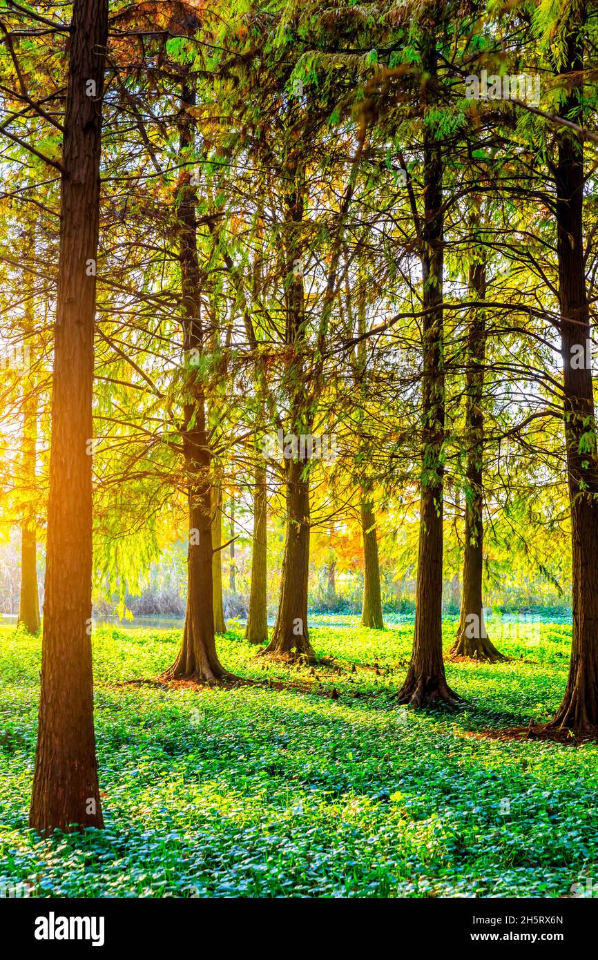 Colorful forest landscape hi-res stock photography and images - Alamy