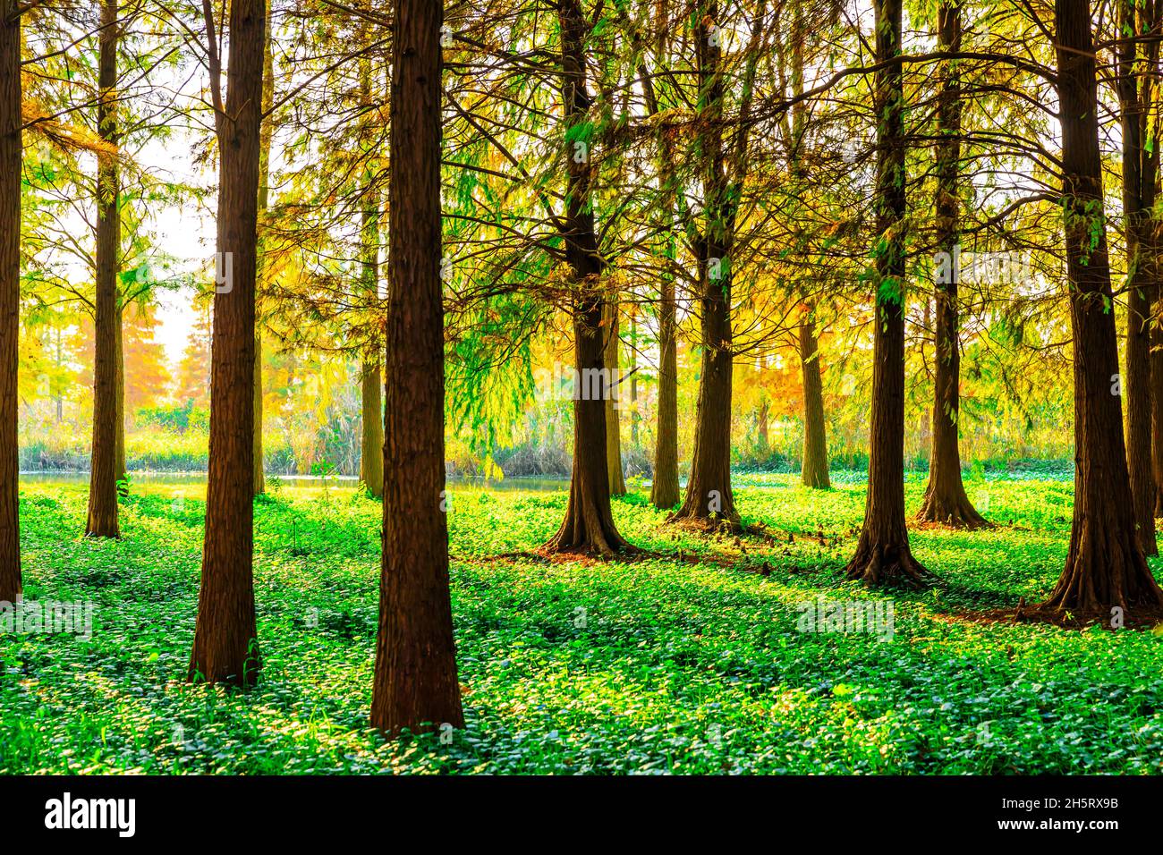 Colorful forest landscape hi-res stock photography and images - Alamy