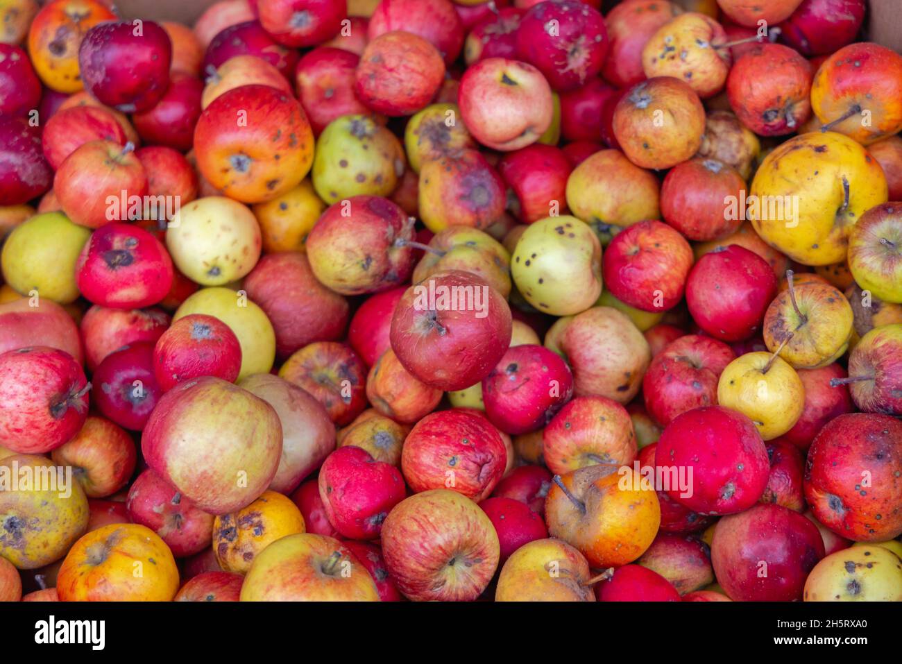 Real Organic Apples From Family Orchard Farm Stock Photo - Alamy