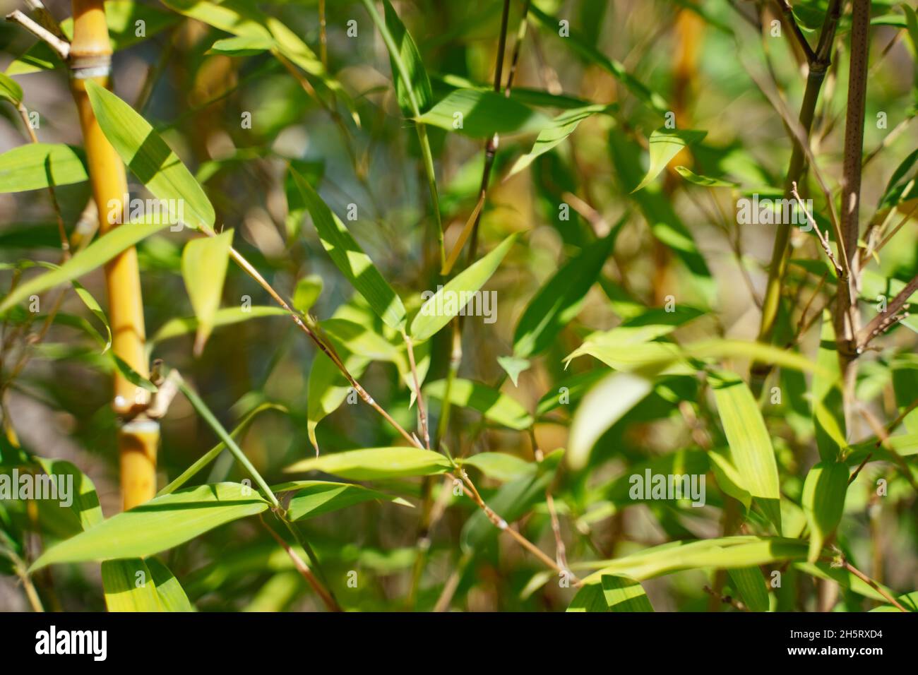 Natural green bamboo in sunlight background. Eco texture Stock Photo ...