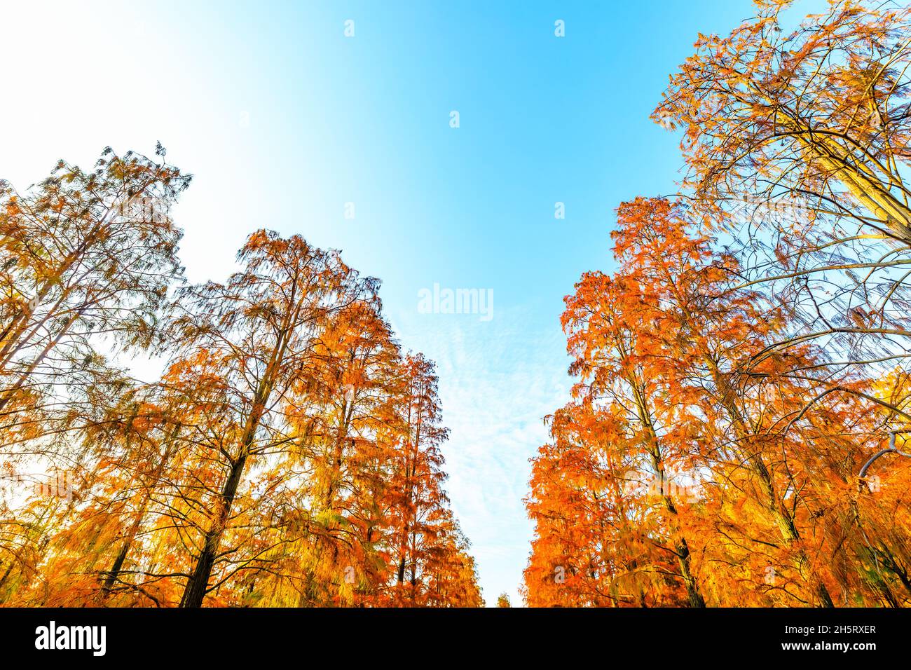 Colorful forest landscape in autumn Stock Photo - Alamy