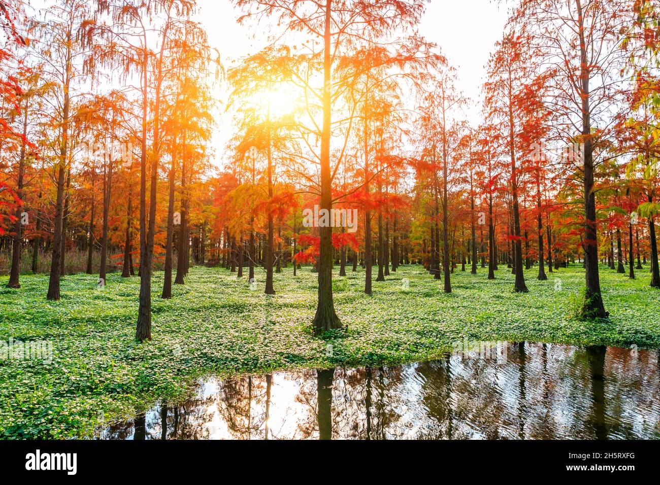 Beautiful colorful forest landscape in autumn Stock Photo - Alamy