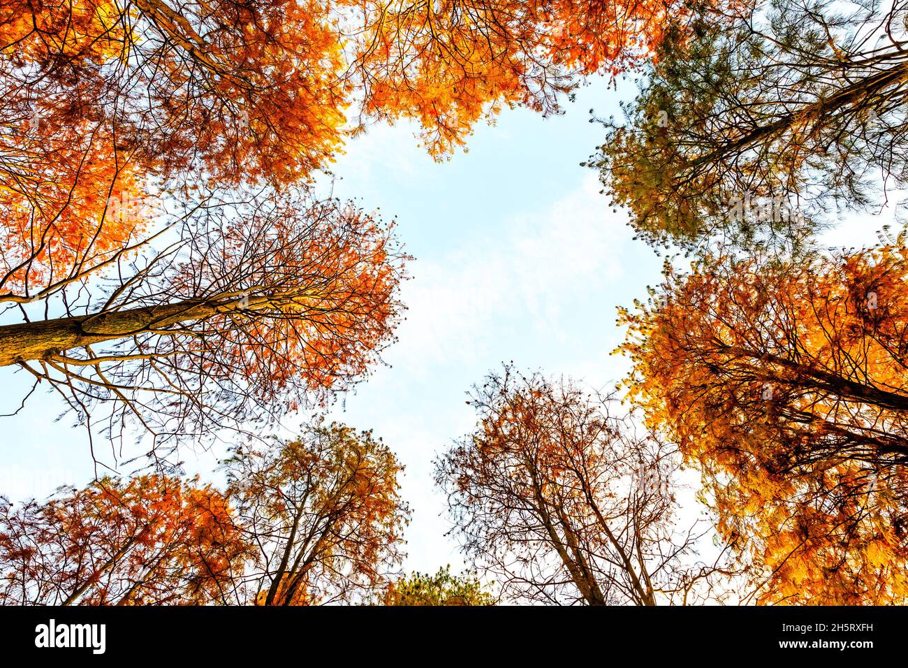 Colorful forest landscape in autumn Stock Photo - Alamy