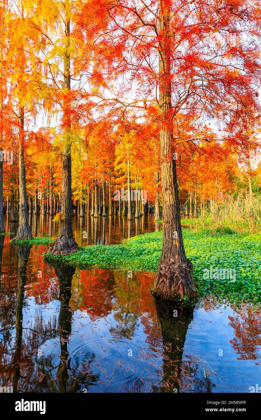 Beautiful colorful forest landscape in autumn Stock Photo - Alamy