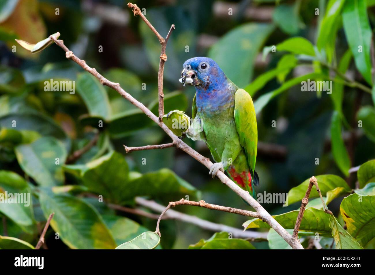 Blue-headed Parrot, pionus menstruus, feeding on fruit from a tree in ...