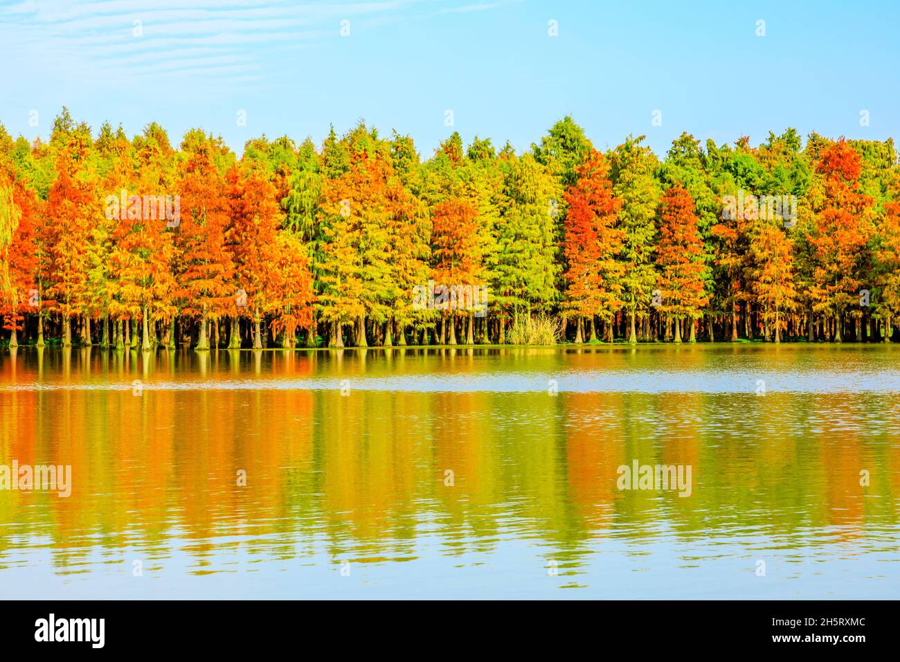 Beautiful colorful forest landscape in autumn Stock Photo - Alamy