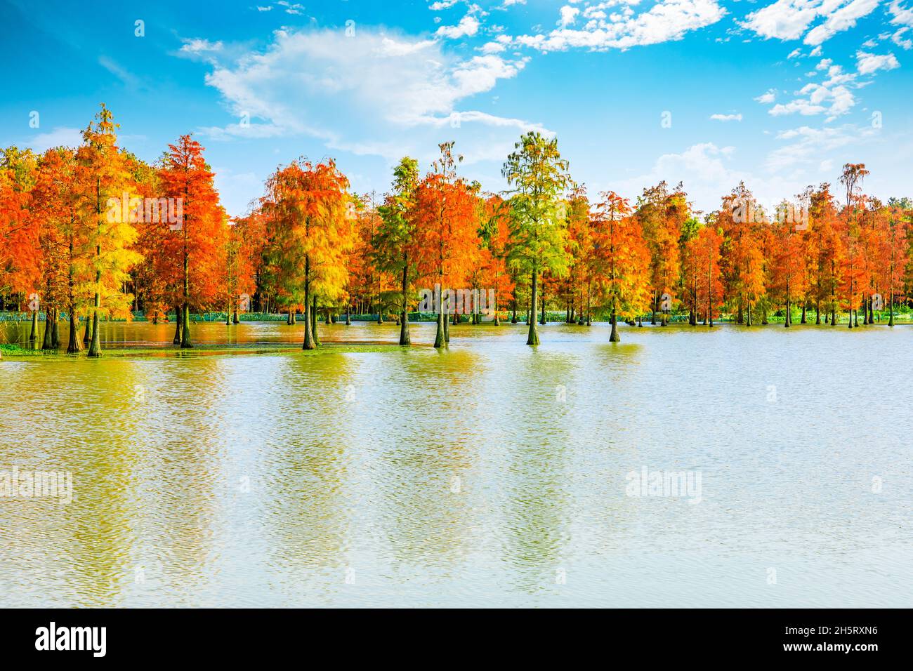 Beautiful colorful forest landscape in autumn Stock Photo - Alamy