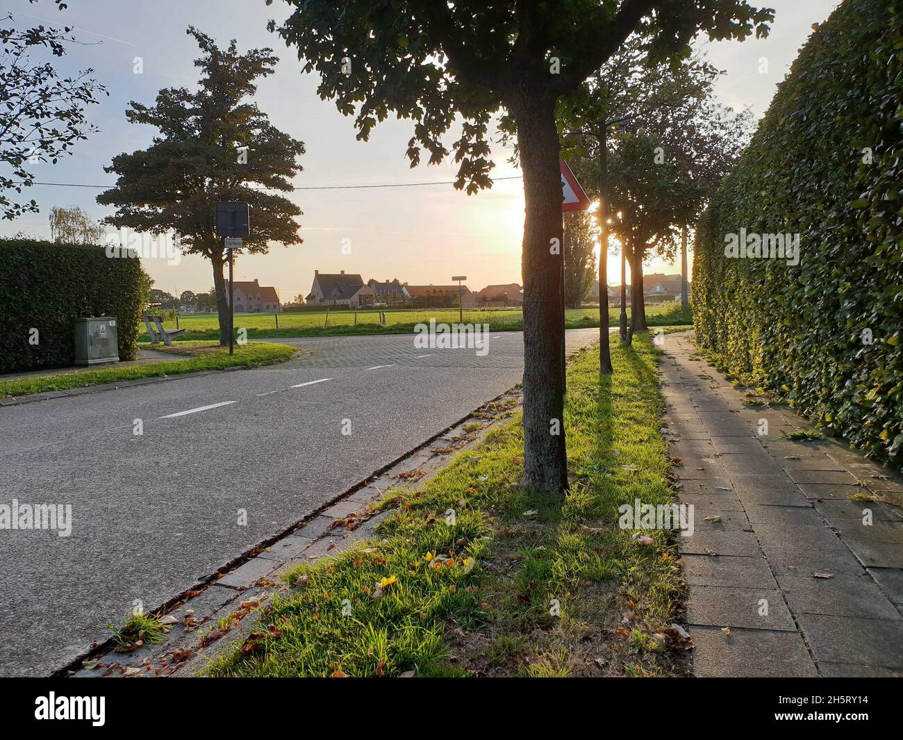 Tree-lined street and sidewalk in the morning Stock Photo - Alamy
